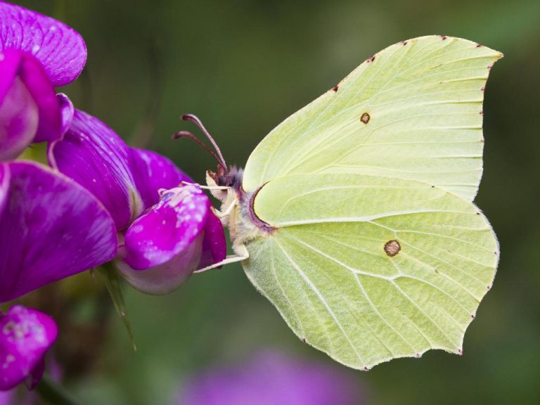 Nature Note: Brimstone Butterfly - Kibworth & District Chronicle