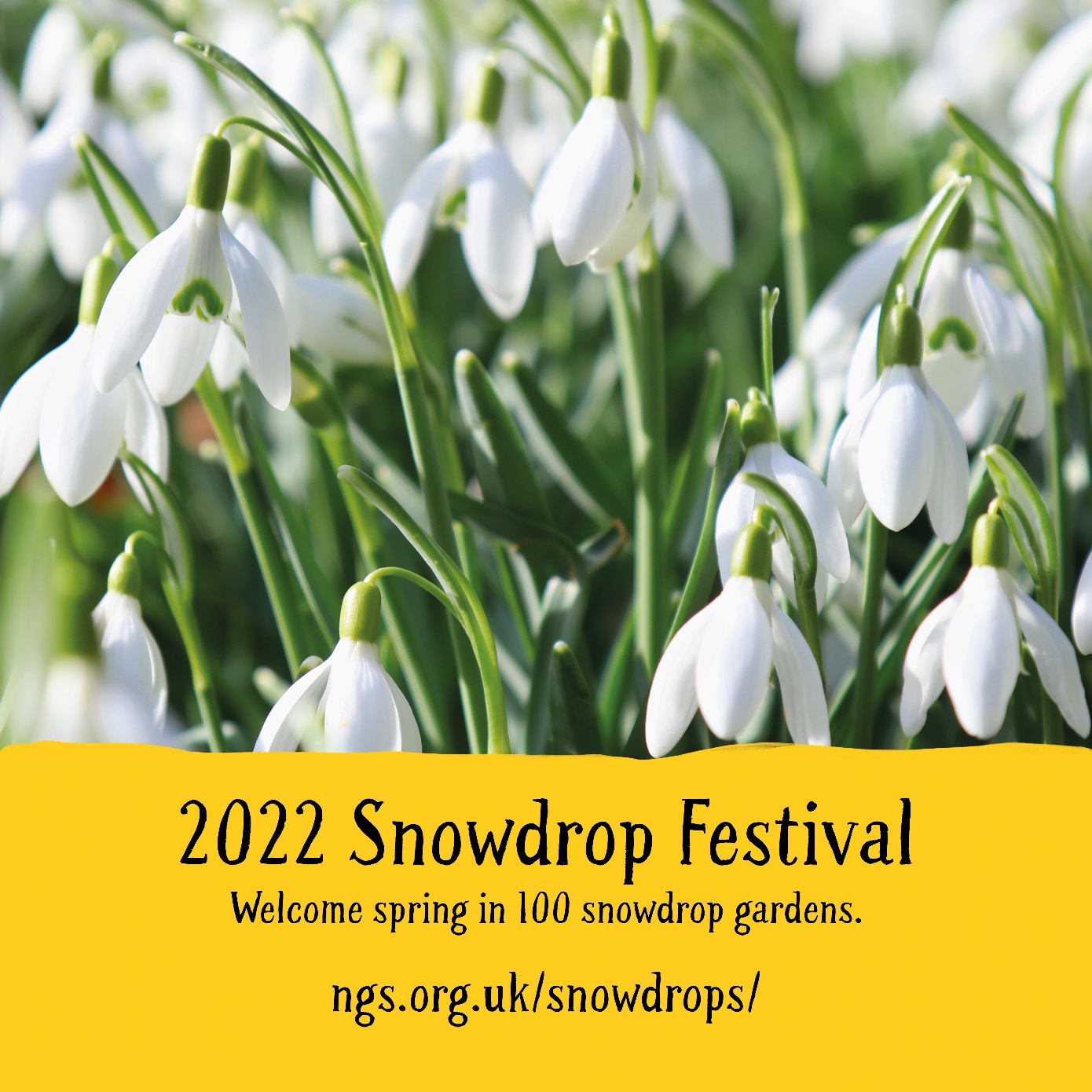 Snowdrop Festival 2022 - Kibworth & District Chronicle