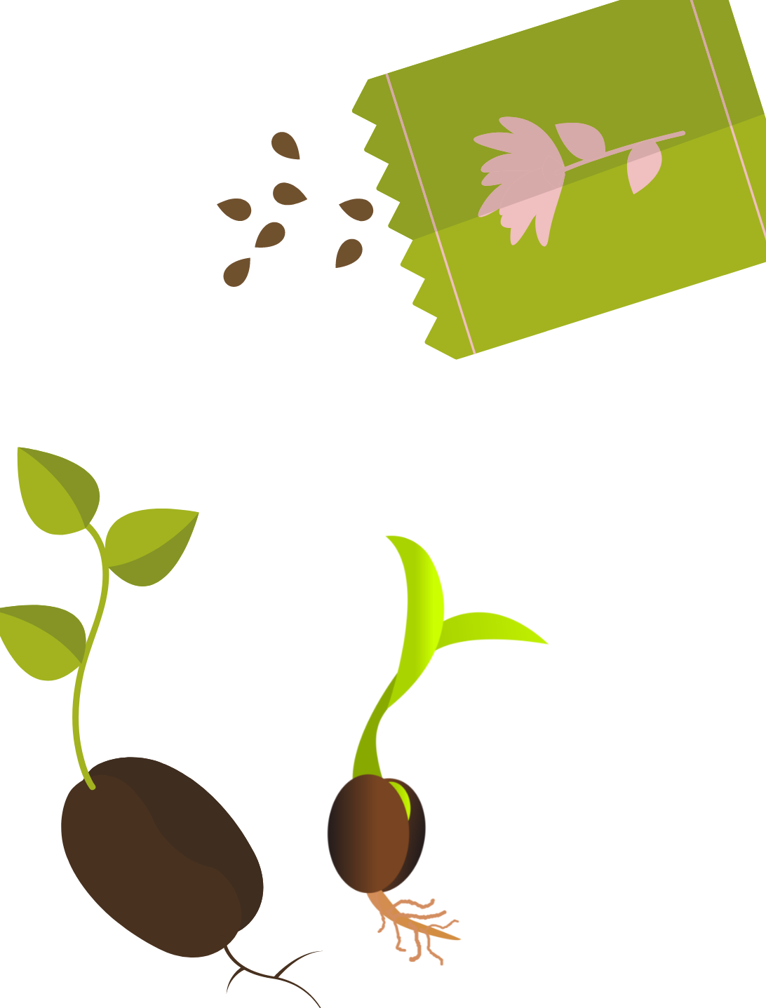 Kibworth Community Library - Seed Swap - Kibworth & District Chronicle