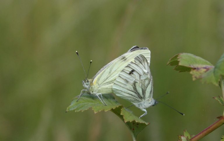 Nature Notes – Make the Most of Spring - Kibworth & District Chronicle